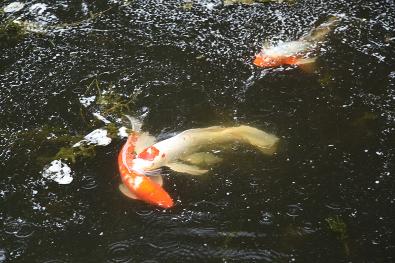 A Japanese connection – An artist's practice